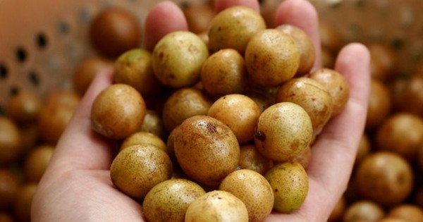 Bài thuốc chữa ho độc đáo từ quả quất hồng bì